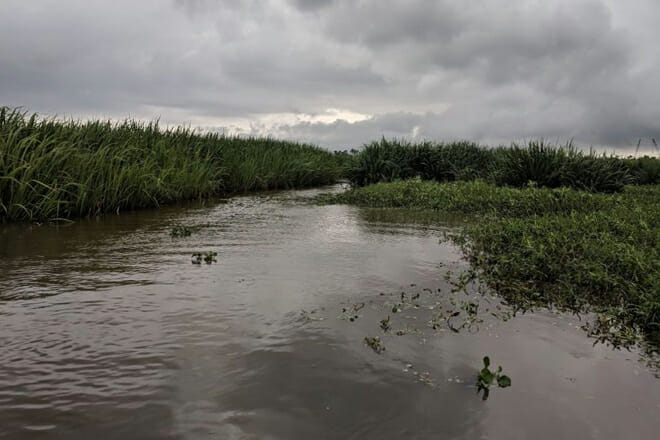 Honey Island Swamp tours