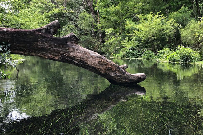 Ichetucknee Springs State Park