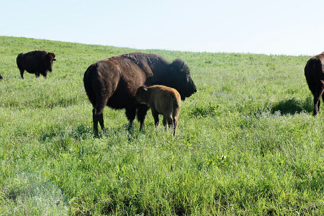 joseph h. williams tallgrass prairie preserve