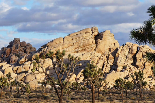 Joshua Tree National Park