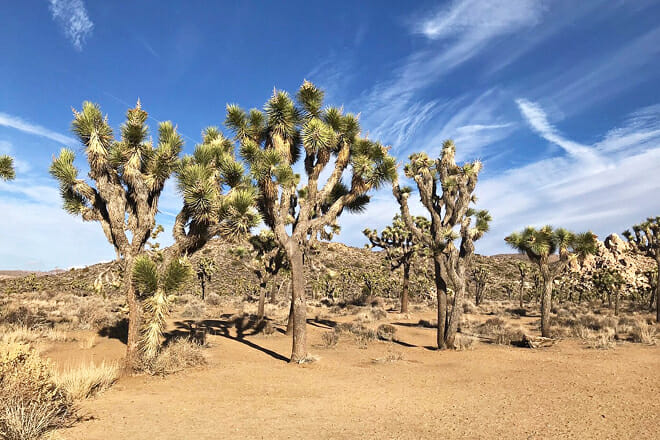 Joshua Tree National Park