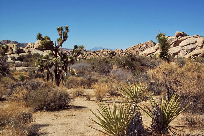 Joshua Tree National Park
