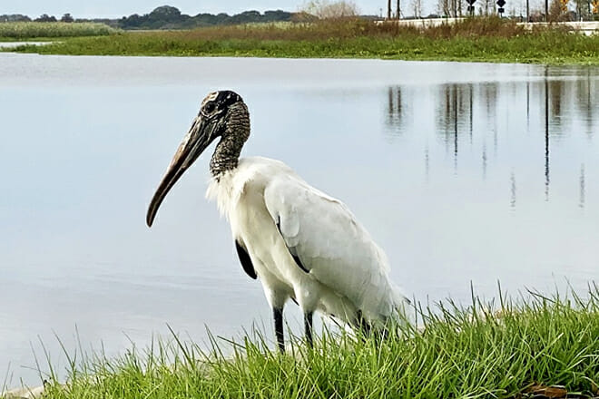 Lake Tohopekaliga Park