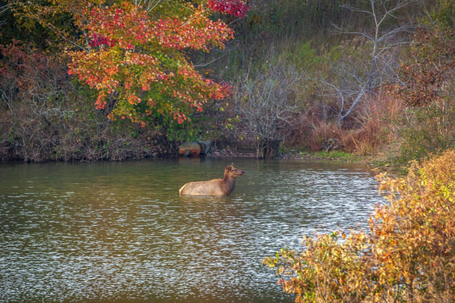 Land Between the Lakes National Recreation Area