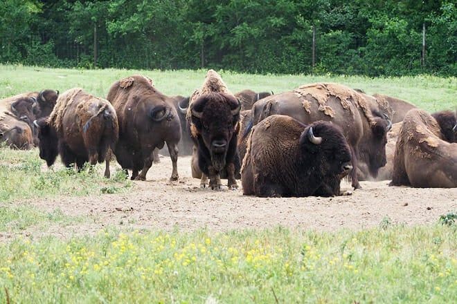 Lee G. Simmons Conservation Park and Wildlife Safari &ndash; Ashland, Nebraska