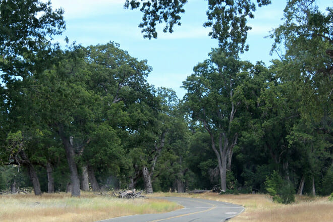 Los Padres National Forest