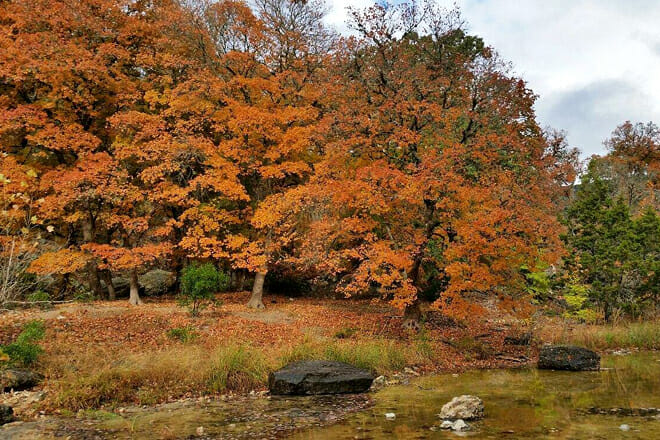 Lost Maples State Natural Area