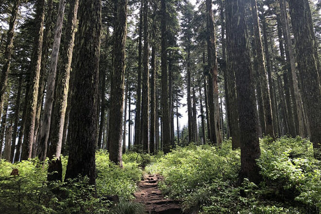 Mount Hood National Forest