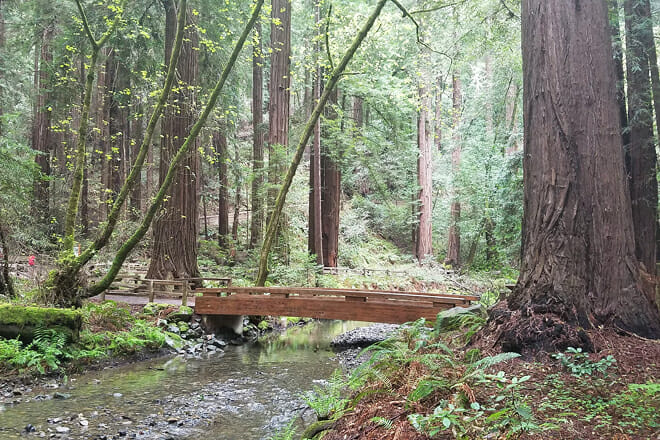 Muir Woods Hiking Trails and Muir Beach