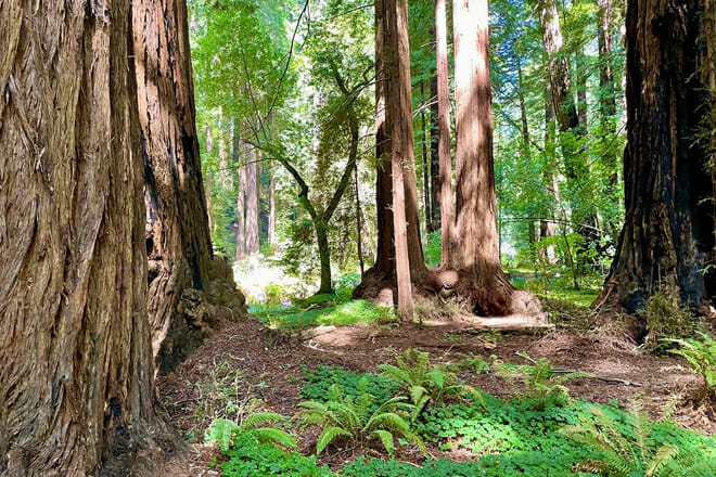 Muir Woods