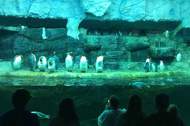 Newport Aquarium in Newport