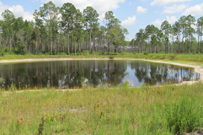 Okefenokee National Wildlife Refuge