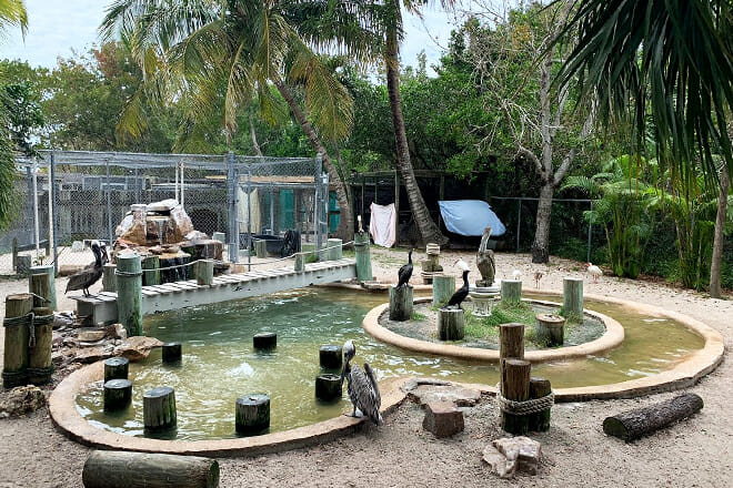 Peace River Wildlife Center