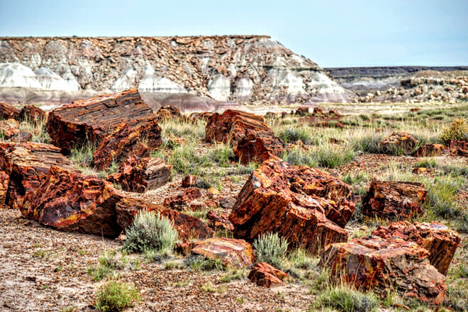 Petrified Forest National Park