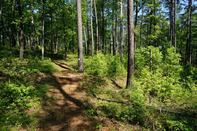 Piedmont National Wildlife Refuge