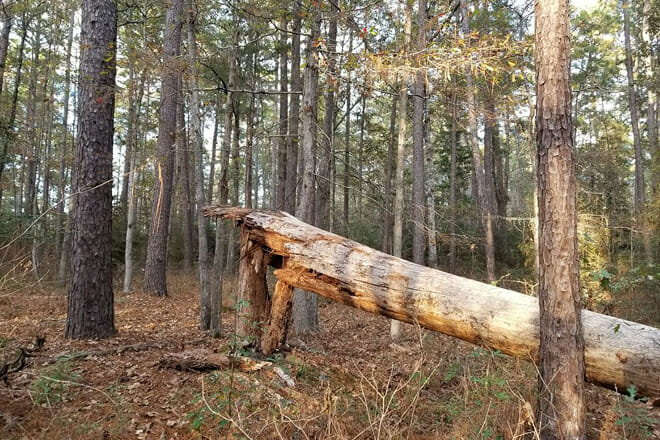 Sabine National Forest