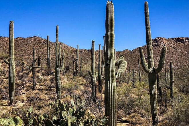Saguaro East National Park