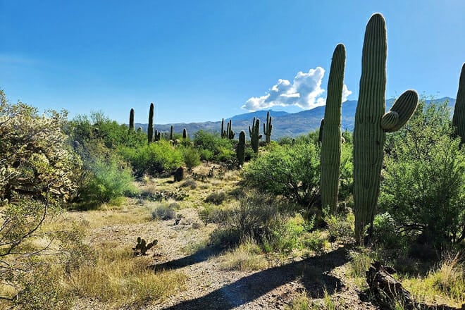 Saguaro National Park
