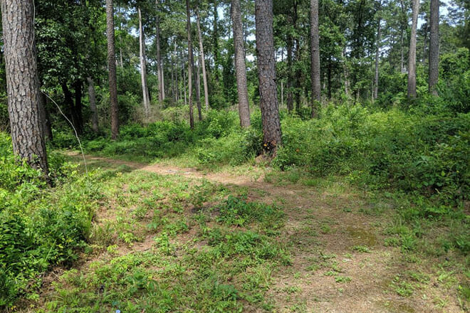 Sam Houston National Forest