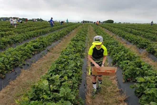 Sargeant’s Berry Farm