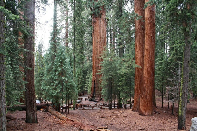 Sequoia National Park