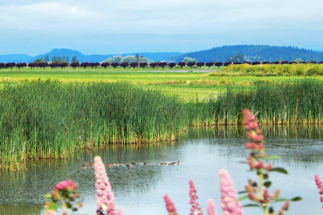 Skagit Wildlife Area