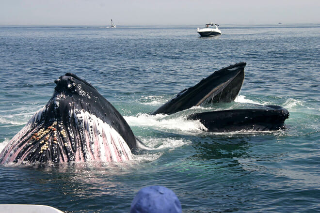 Stellwagen Bank National Marine Sanctuary