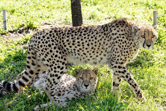 Tanganyika Wildlife Park