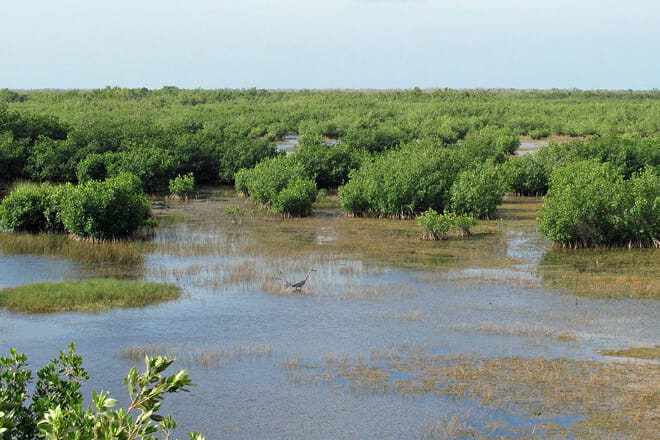 Ten Thousand Islands
