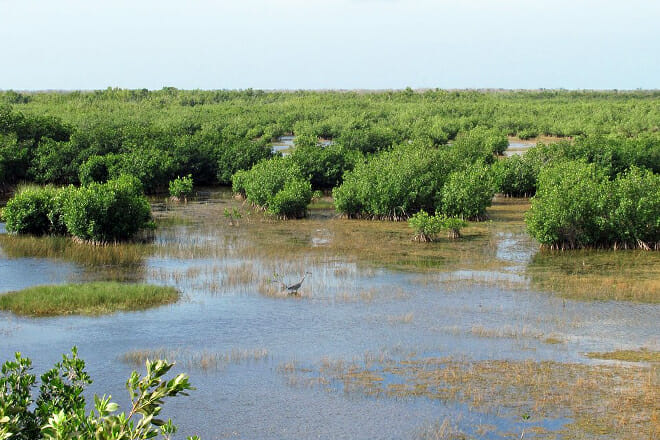 Ten Thousand Islands