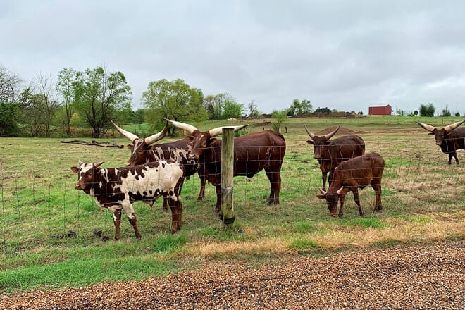 Tennessee Safari Park