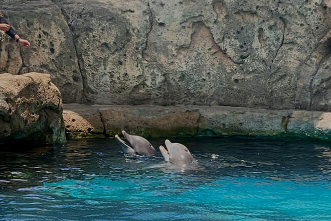 texas state aquarium