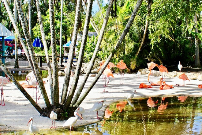 The Flamingo Gardens