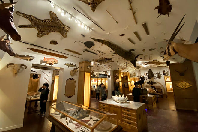 The Houston Museum of Natural Science