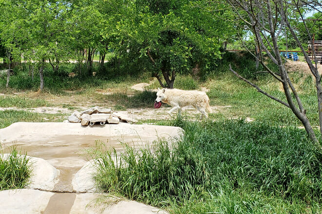 The Wild Animal Sanctuary