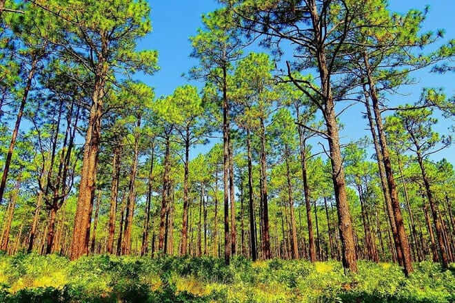 weymouth woods sandhills nature preserve