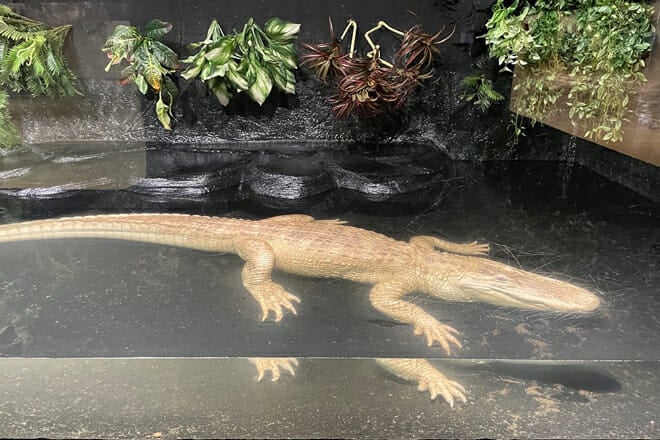 Alligator Alley Adventures