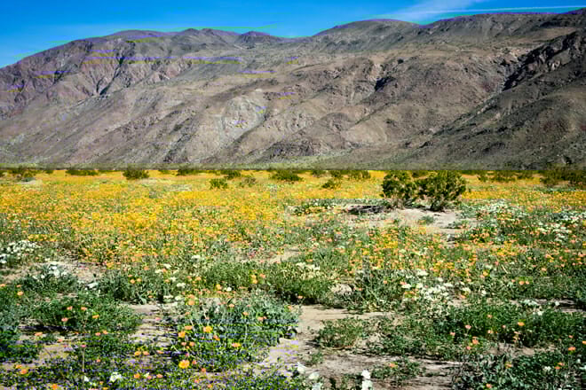 Anza-Borrego Desert State Park &ndash; California