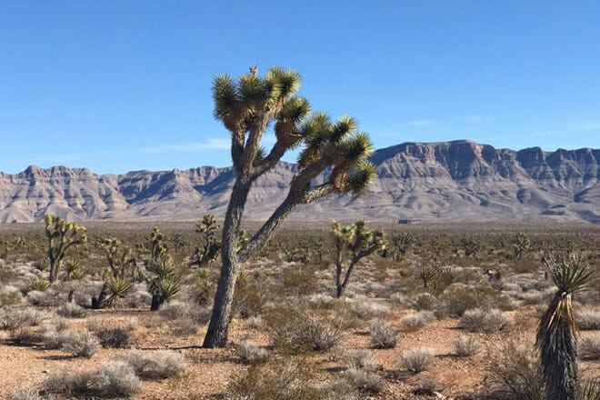 Arizona's Joshua Tree Forest
