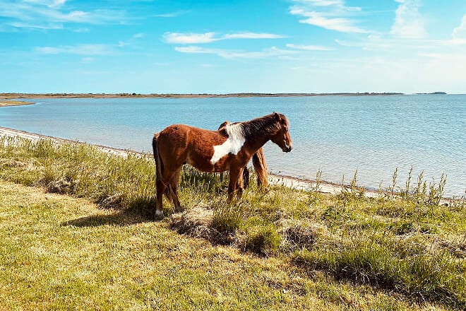 Assateague State Park