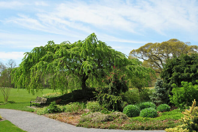 Bayard Cutting Arboretum State Park