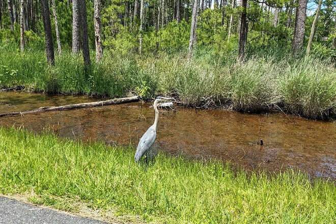 Blackwater National Wildlife Refuge