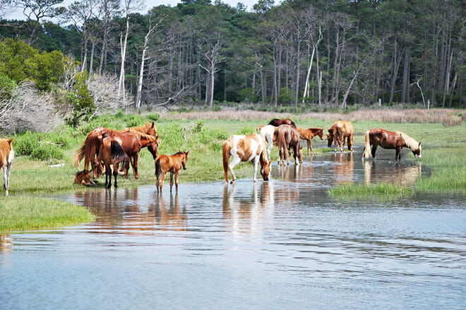 Chincoteague Island