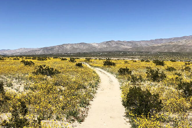 Coachella Valley Preserve