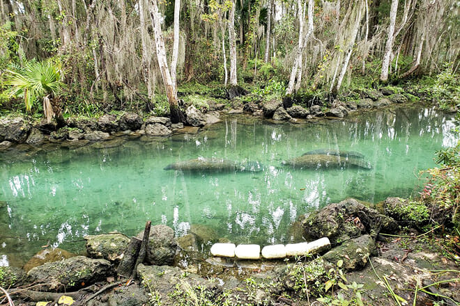 Crystal River National Wildlife Refuge