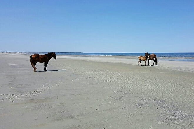 Cumberland Island