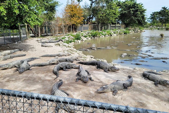 Everglades Alligator Farm