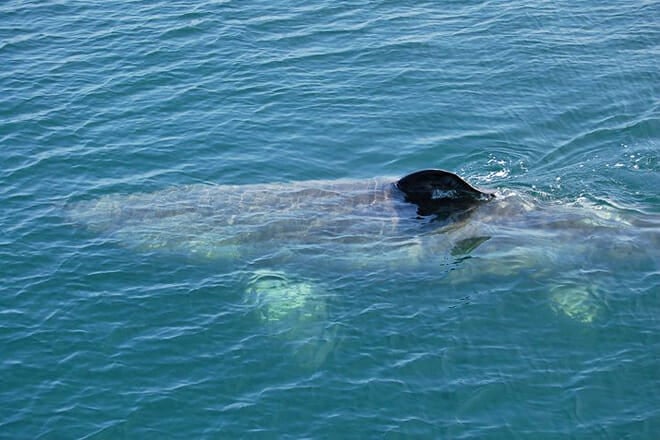 First Chance Whale Watch