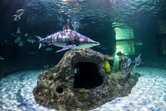 Florida Keys Aquarium Encounters &mdash; Marathon