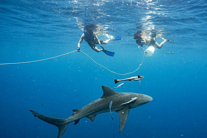 Florida Shark Diving